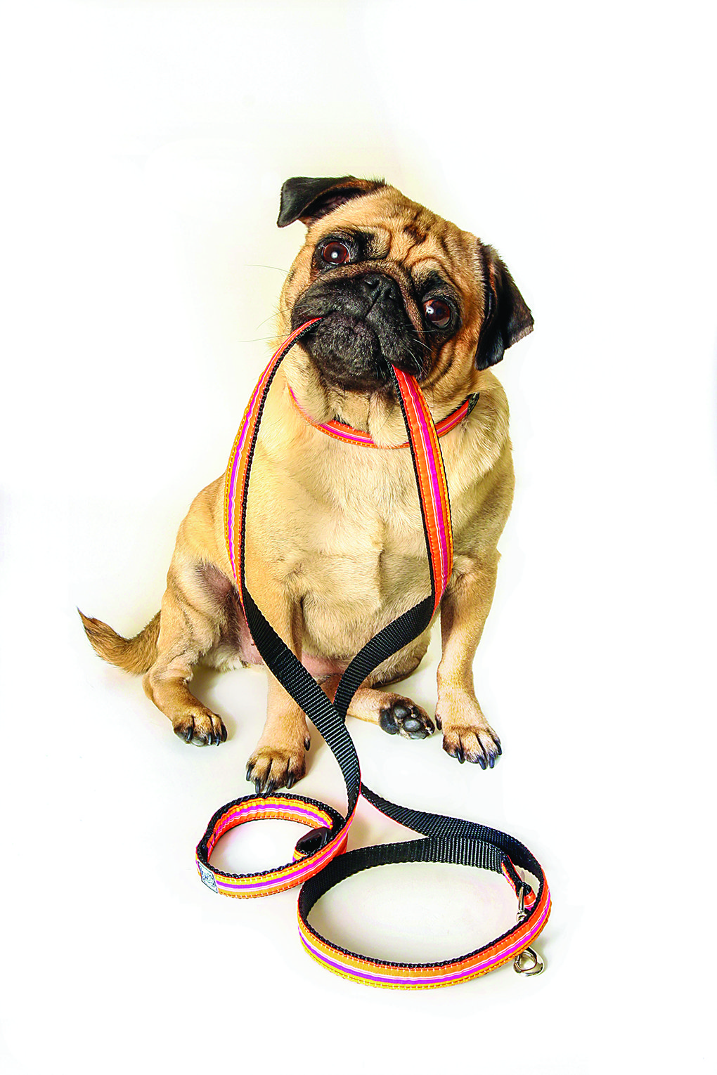 LA HIGIENE DE NUESTRAS MASCOTAS ‣ Fresh Market 🍃